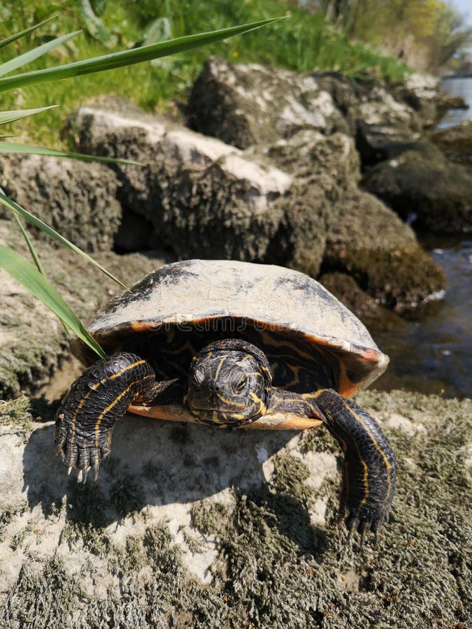 Turtle by the Danube River German Stock Image - Image of resting, river ...