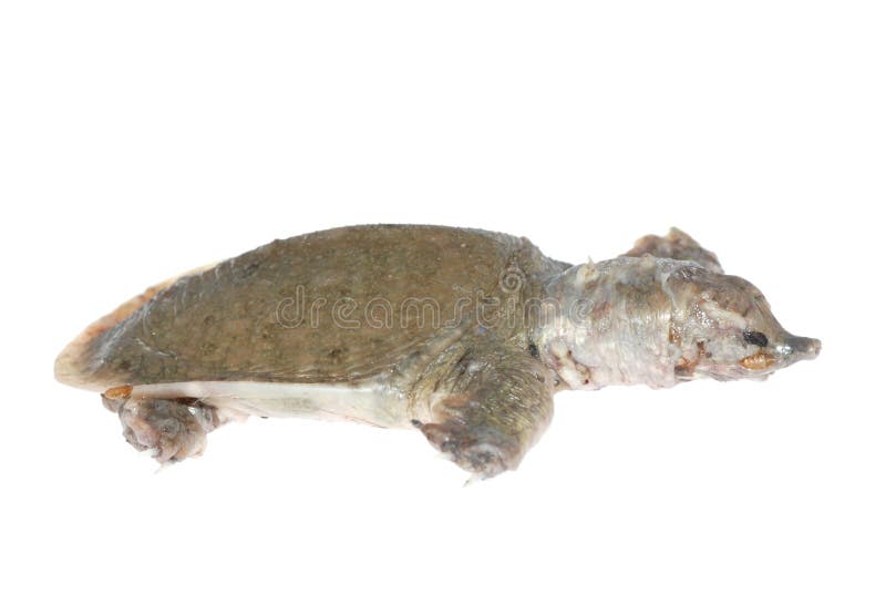 Turtle dead stock photo. Image of plaque, disease, white - 16917000