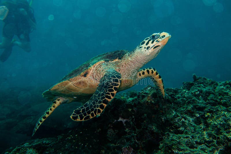 Turtle in the deep sea stock photo. Image of dive, unbelievable - 306169164