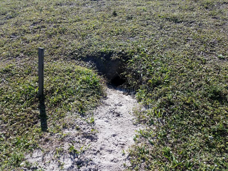 Turtle Den or Burrow in Green Grass and Sand in Florida Stock Image ...