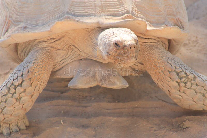 Turtle in the desert stock image. Image of tortoise, shell - 42419433