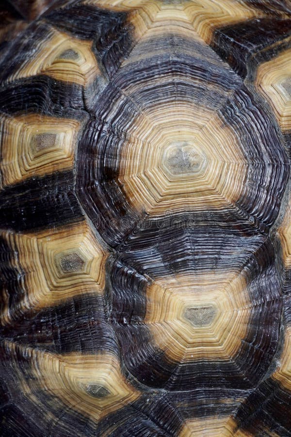 Turtle stock image. Image of detailed, pattern, protection - 292779803