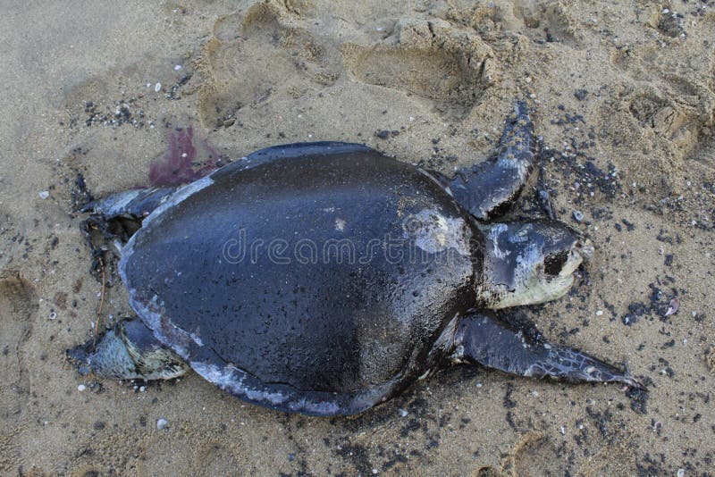 Turtle Died in the Oil Mixed Water Stock Photo - Image of boots, black ...
