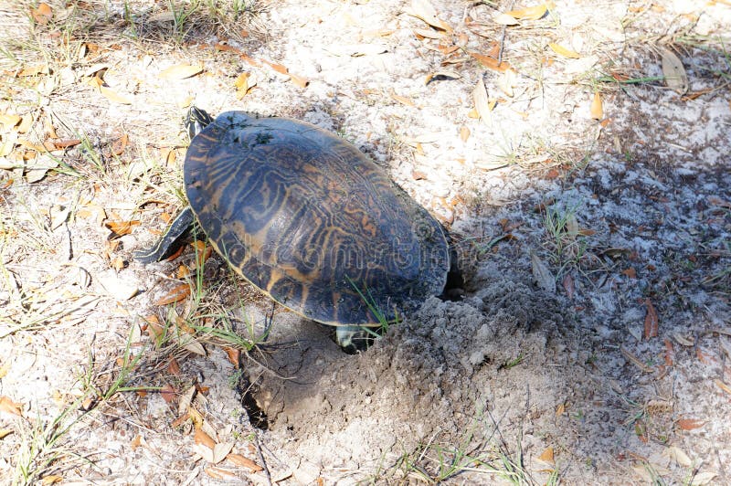 Turtle Dig hole stock photo. Image of resort, ocean, environment - 54124406