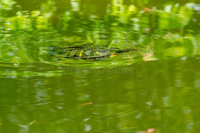 Turtle Shell, Coming Out of the Water Stock Image - Image of swims ...
