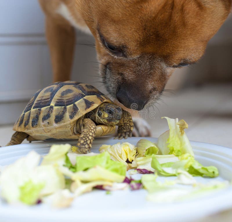 Turtle and Dog stock image. Image of bizarre, animal - 57937917