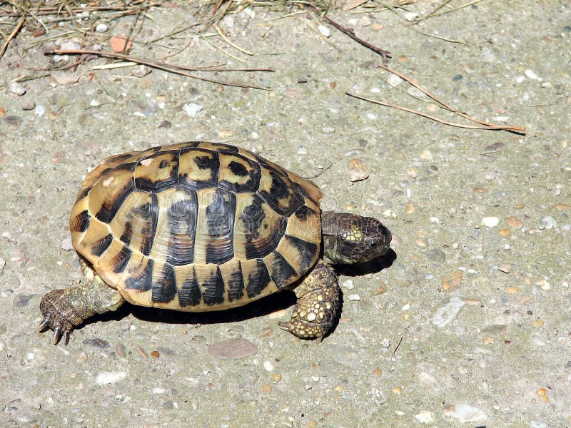 Turtle stock photo. Image of bush, animals, armor, domestic - 94741166