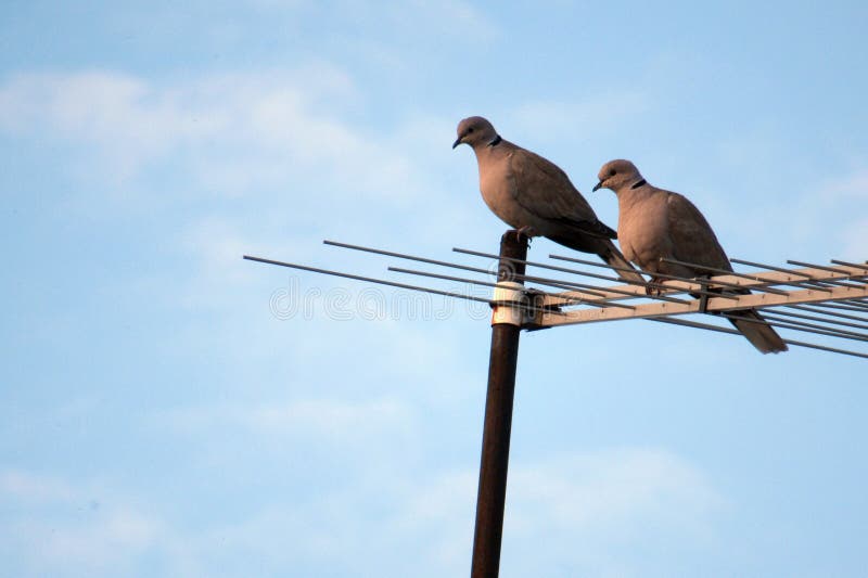 Turtle dove stock photo. Image of love, couple, turtle - 295392452