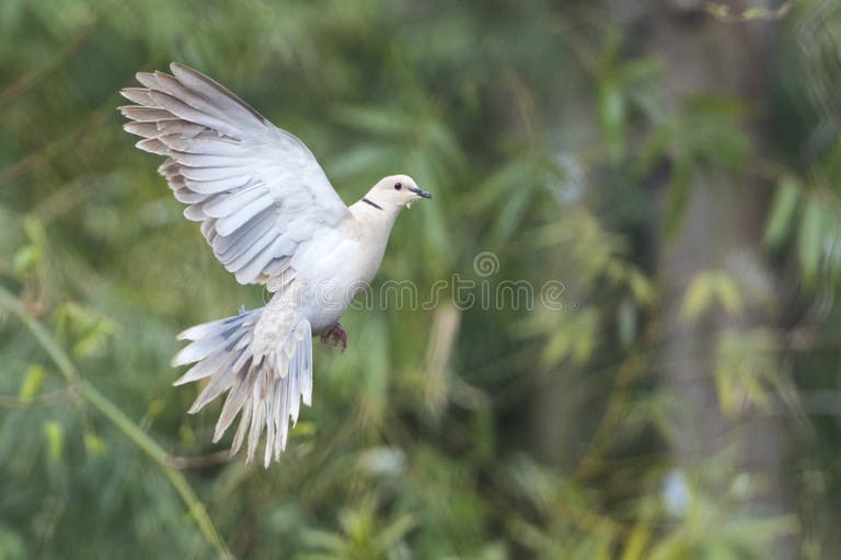 326 Two Turtle Dove Stock Photos - Free & Royalty-Free Stock Photos ...