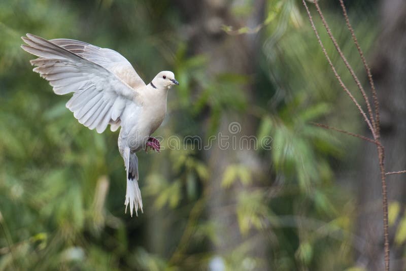 170 Turtle Dove Flying Stock Photos - Free & Royalty-Free Stock Photos ...