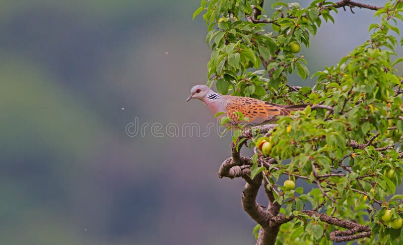 Turtle Dove stock image. Image of legs, insect, food - 34577329