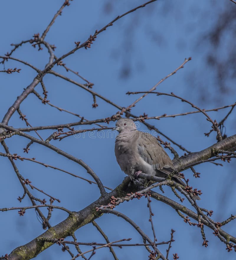 Turtle Dove on Cherry Tree in Spring Blue Day Stock Image - Image of ...