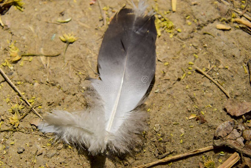 Turtle dove feathers stock photo. Image of feather, dove - 117967864