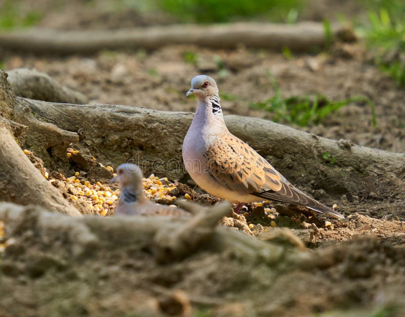 Turtle Dove on Forest Floor Stock Photo - Image of feathers, spring ...