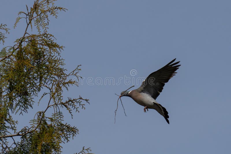 Turtle Dove with Grass Stalk in Beak Stock Image - Image of head ...