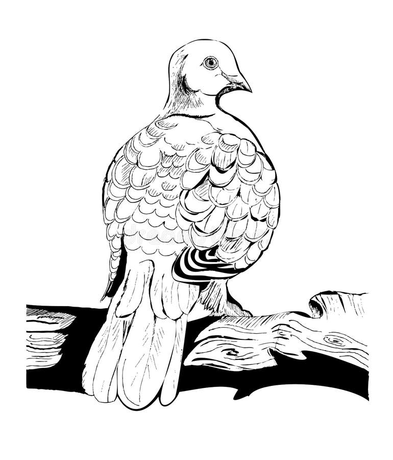Turtle dove stock illustration. Illustration of cartoon - 1883503
