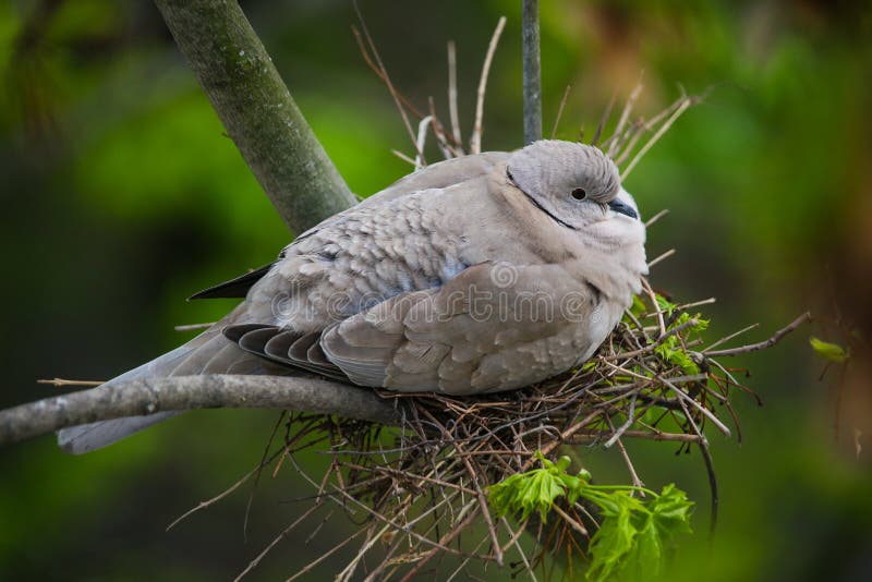 Turtle dove nesting stock image. Image of nesting, outdoor - 106819229