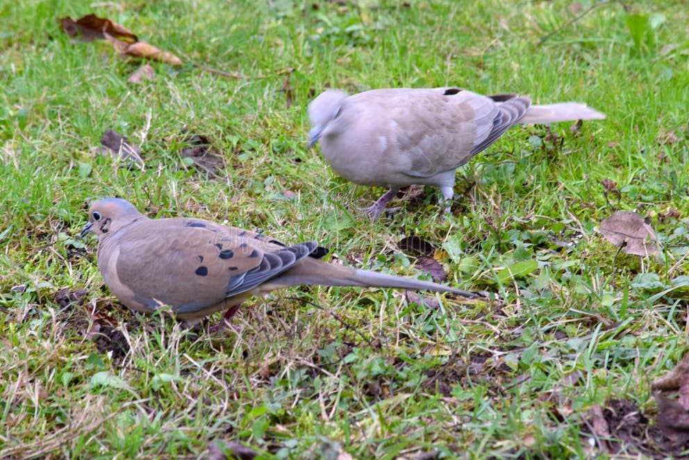 Eurasian Collared Turtle Doves in Grass 06 Stock Image - Image of grey ...