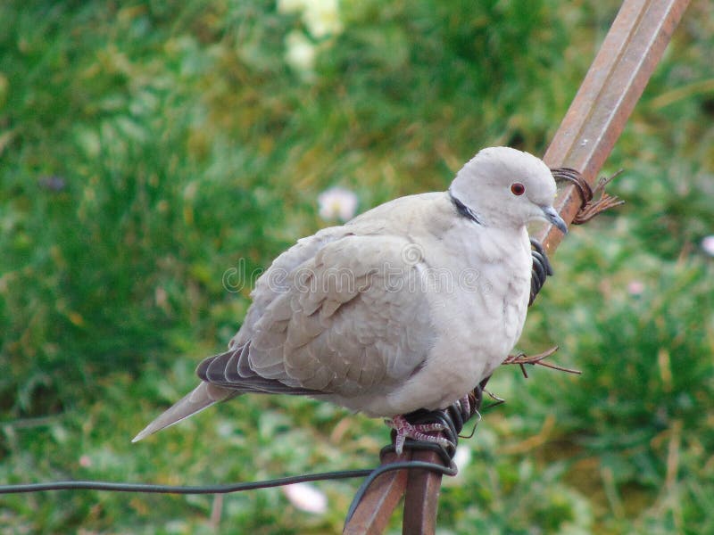 An Eurasian Collared Dove (Streptopelia Decaocto) in Romania Stock ...