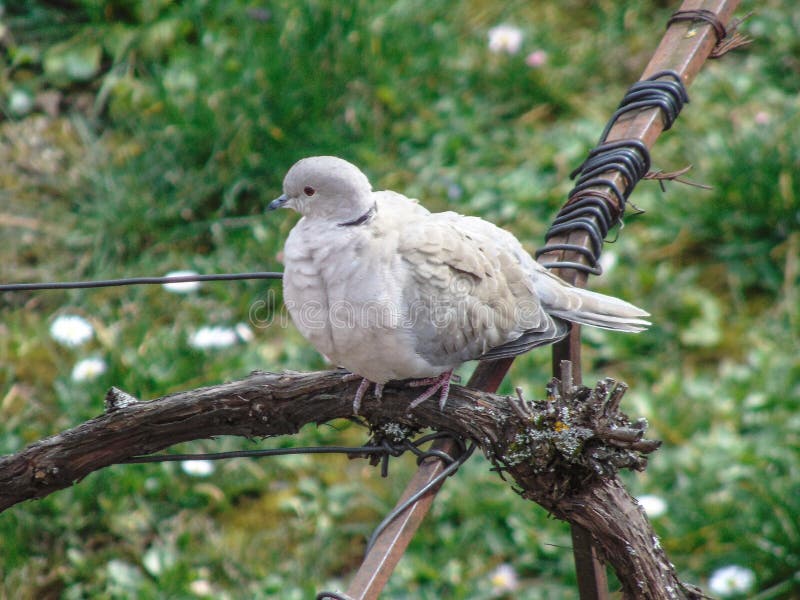 An Eurasian Collared Dove (Streptopelia Decaocto) in Romania Stock ...