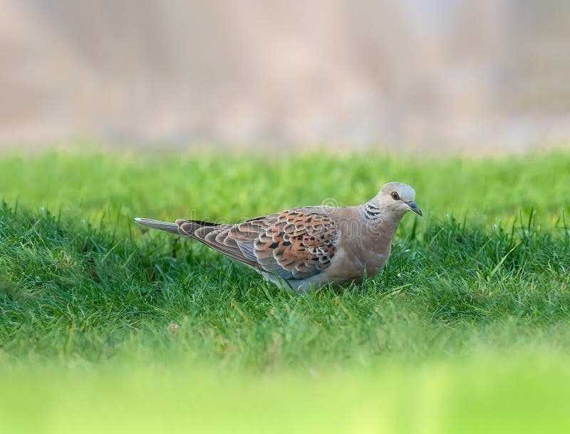 Turtle Dove (Streptopelia Turtur) on the Ground in Grass Stock Photo ...