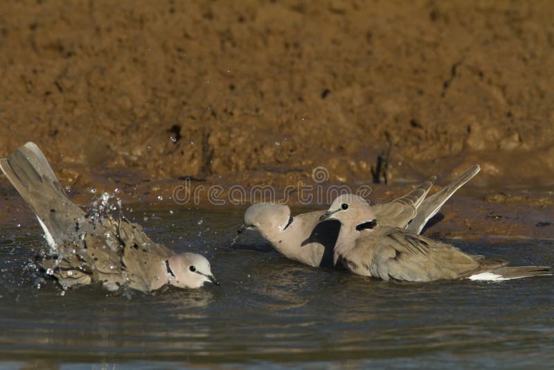 Three Turtle Doves Stock Photos - Free & Royalty-Free Stock Photos from ...