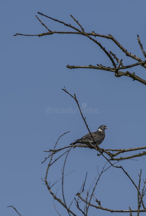 Turtle Dove on Tree in Spring Day Stock Image - Image of animal ...