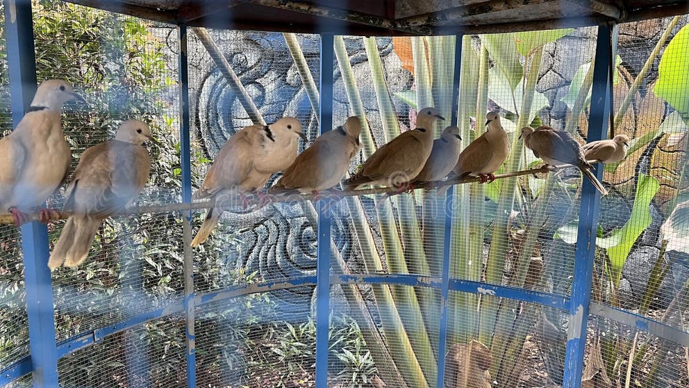 The Turtle Doves are Gathering in the Cage Stock Photo - Image of black ...