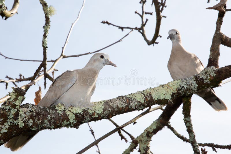 171 Two Turtle Doves Stock Photos - Free & Royalty-Free Stock Photos ...