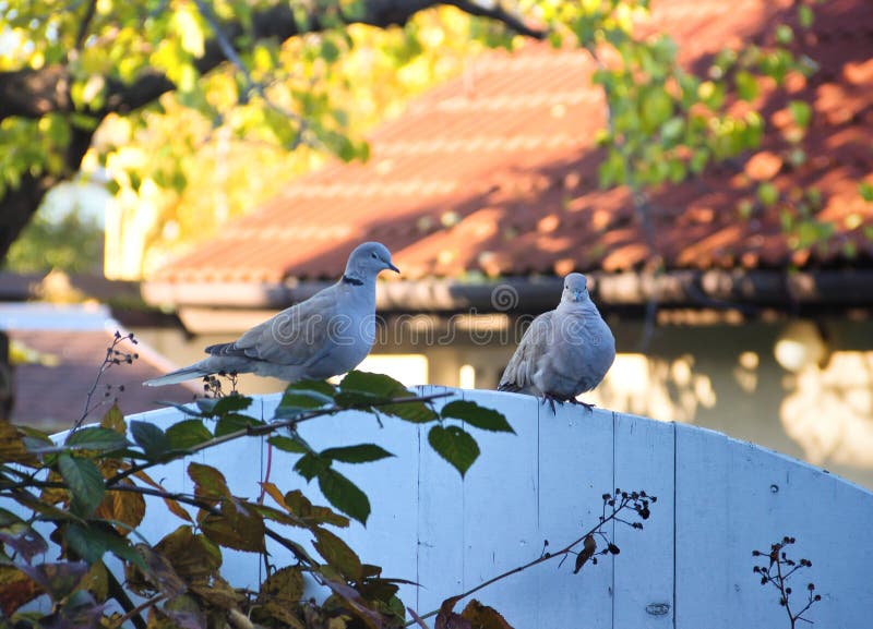 171 Two Turtle Doves Stock Photos - Free & Royalty-Free Stock Photos ...