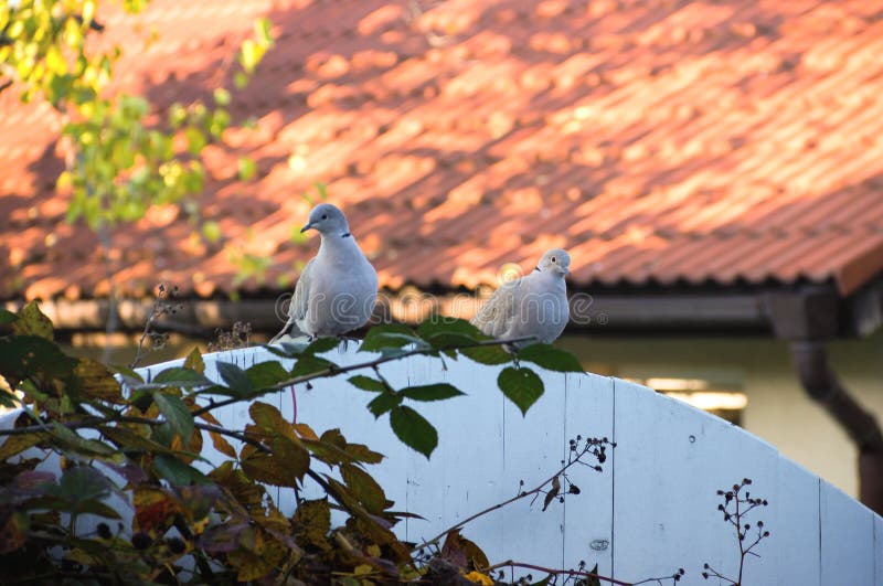 1,812 Two Doves Photos - Free & Royalty-Free Stock Photos from Dreamstime