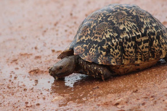 Turtle Drinking from Puddle Stock Photo - Image of black, light: 125847818