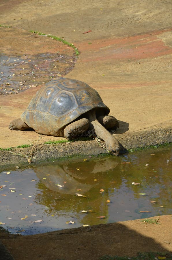 Turtle Drinking from Puddle Stock Photo - Image of black, light: 125847818