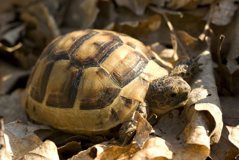 Turtle In Dry Foliage Picture. Image: 6514043