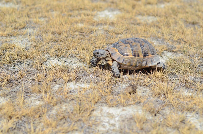 A Turtle on Dry Grass in Summer at Turkey Stock Image - Image of land ...