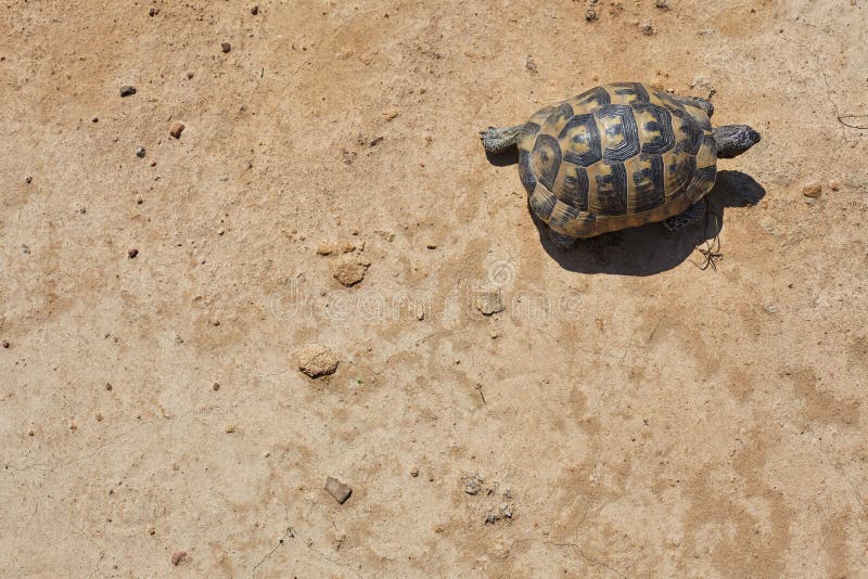 Turtle on dry soil stock photo. Image of animal, turtle - 183401680