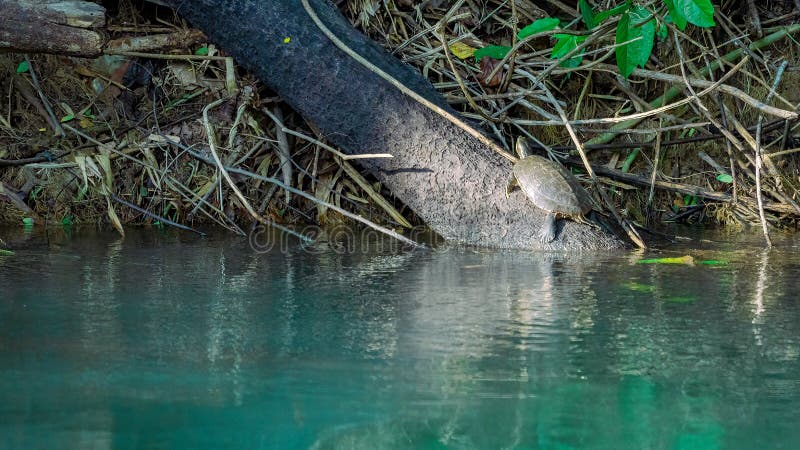 A Turtle Drying Off on a Fallen Log Stock Image - Image of brown, river ...