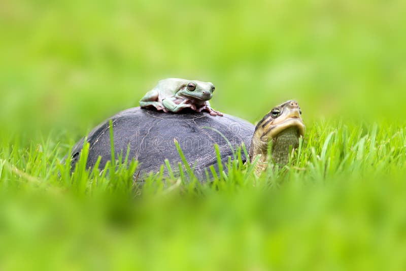Turtle and Frog stock photo. Image of condition, reptile - 75010566