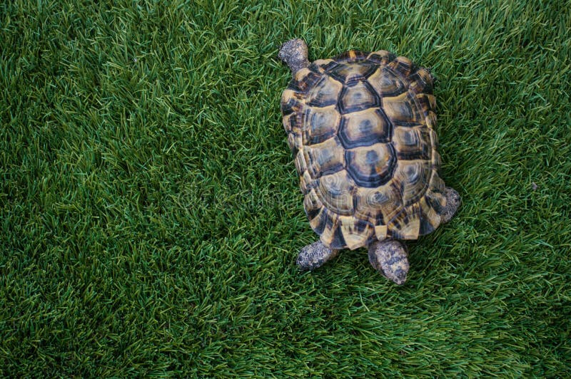 Turtle Dwells View from Above Stock Image - Image of protection ...