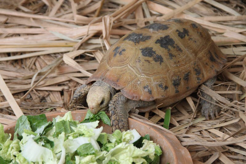 Turtle stock image. Image of vegetable, motion, amphibian - 32849123