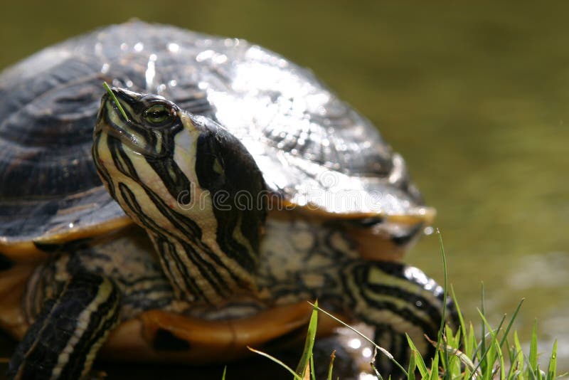 Turtle Eating Picture. Image: 5594276