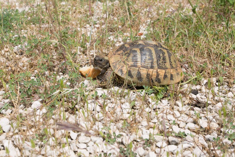 Turtle Eating Bread on the Summer Sun Stock Photo - Image of park ...