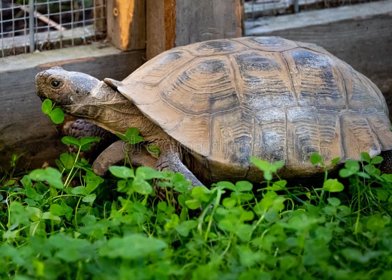 A turtle eating clover stock image. Image of nature - 252464681