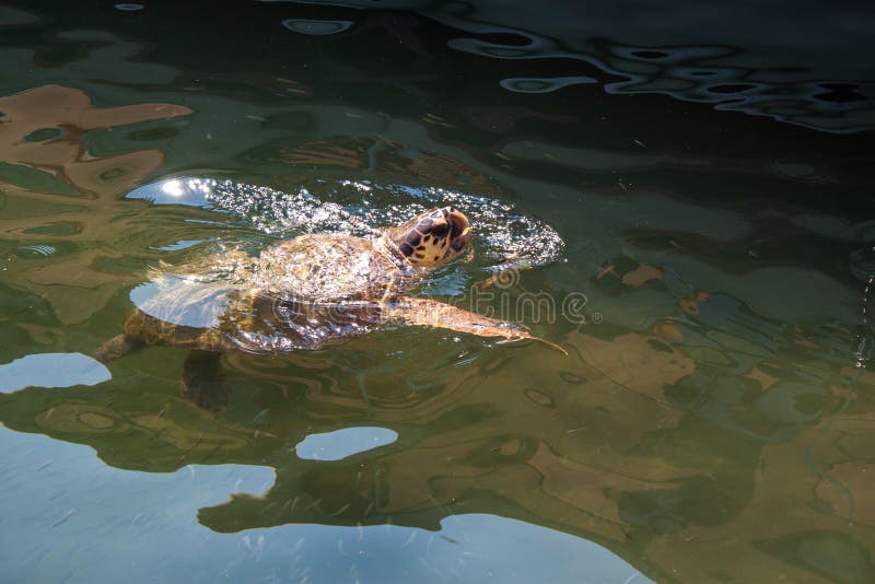 Turtle eating fish stock image. Image of tropical, aquatic - 115686673