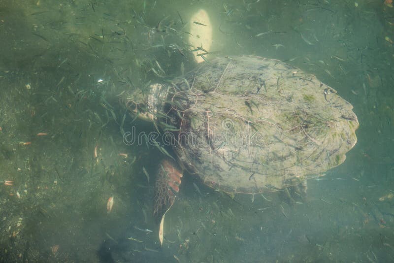 Turtle eating fish stock photo. Image of feeding, head - 115686700