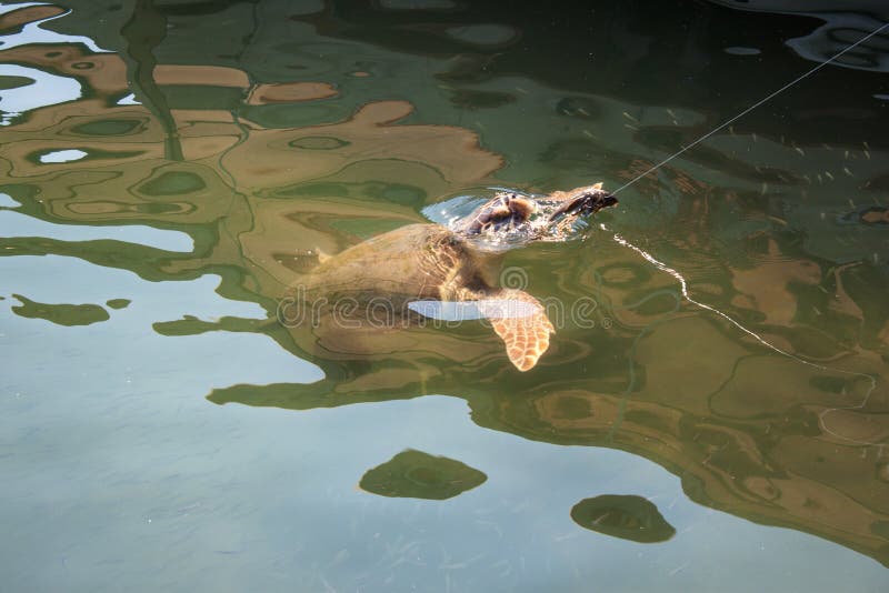 Turtle eating fish stock image. Image of tropical, aquatic - 115686673