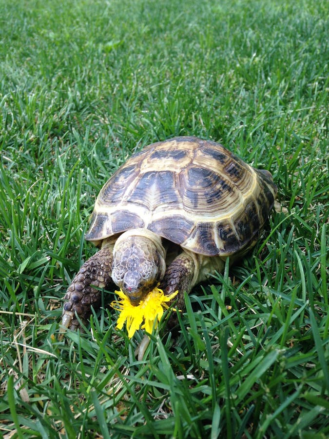 A turtle eating flower stock photo. Image of looking - 104122846