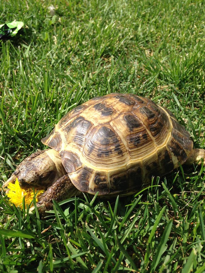A turtle eating flower stock image. Image of eating - 104122951