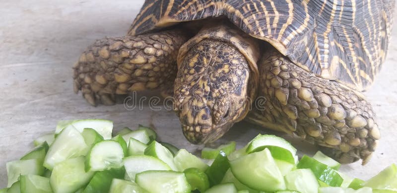 Turtle eating food stock image. Image of tortoise, vegetables - 153309543