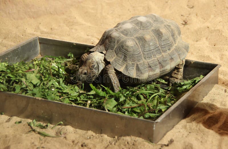 Turtle eating grass stock image. Image of giant, amphibian - 154867213